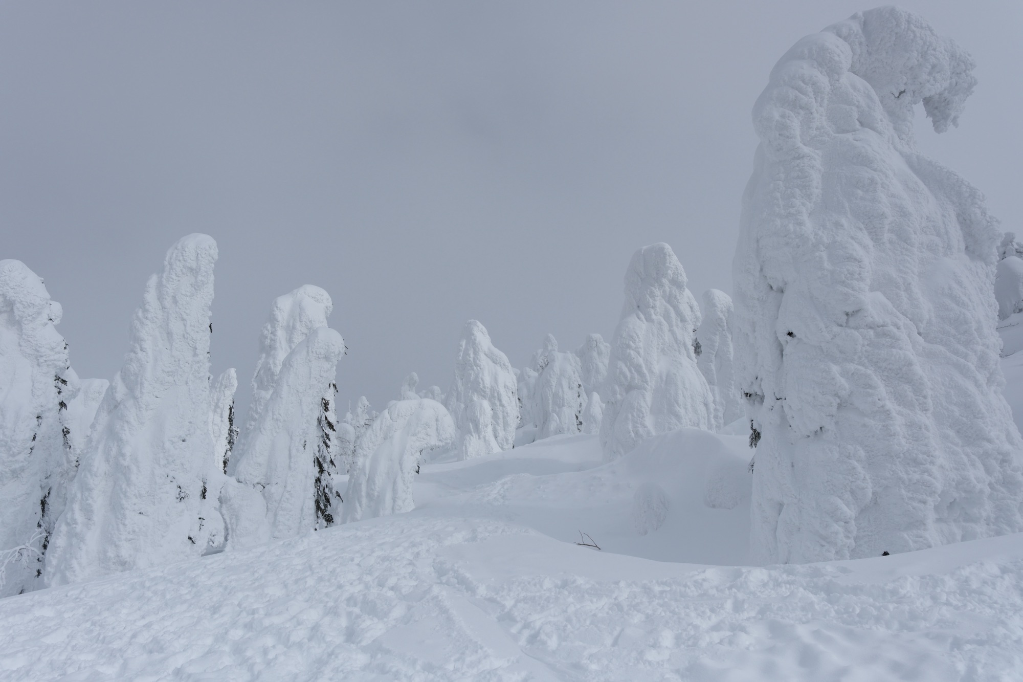 The snow monsters of Tohoku – Honshu Ski Logs